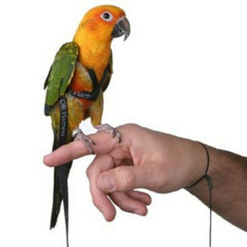 Outdoor Bird Training Harness Antibite Leash For Scarlet Macaw Parrots ...