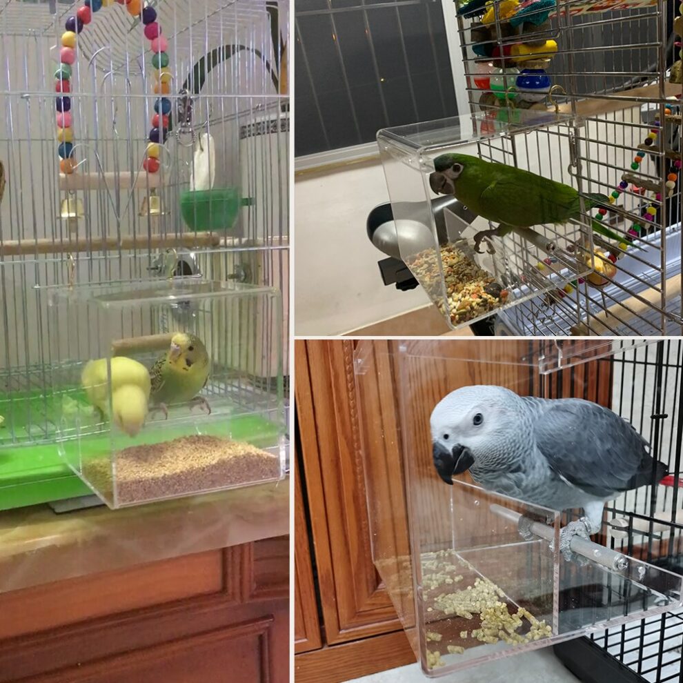 Automatic Acrylic Bird Feeder For Smallmedium Parrots No Mess Seed ...