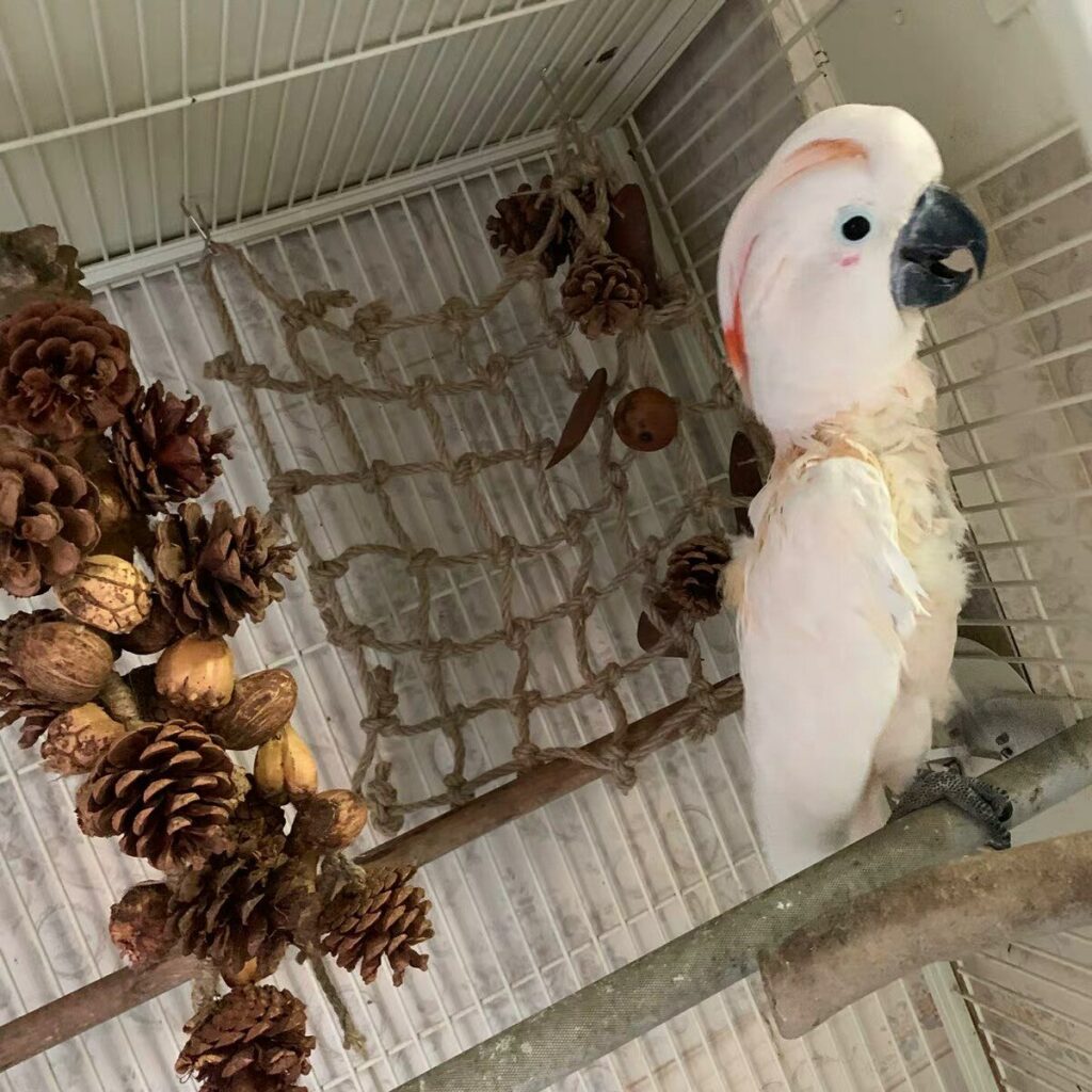 Mini Macaw Cockatoo Climbing Net Colorful Foraging Bite Toy Activity ...