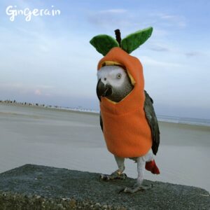 Handmade Custom Hooded Sweater For Parrots Original Gingerain Bird ...