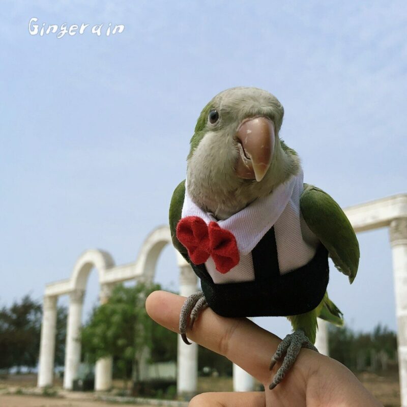 Handmade Custom Hooded Sweater For Parrots Gingerain Bird Clothes ...