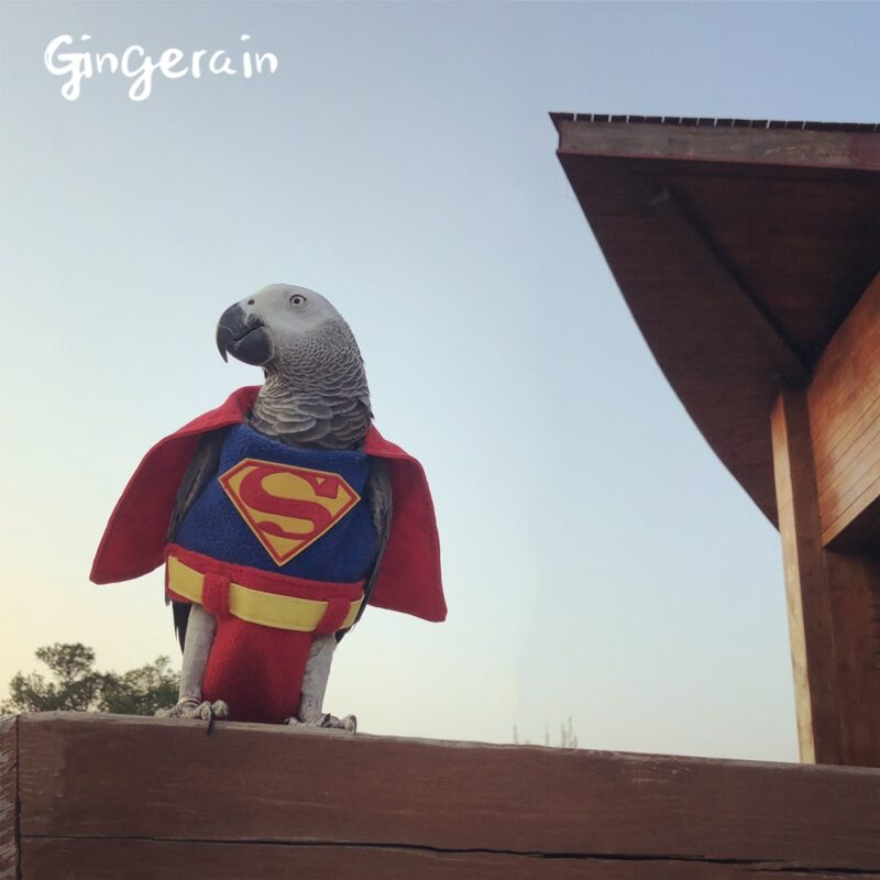 Handmade Custom Superman Parrot Diaper Bird Clothes By Gingerain ...