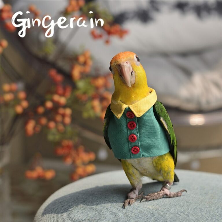 Handmade Custom Gingerain Button Shirt For Parrots Unique Bird Clothing ...