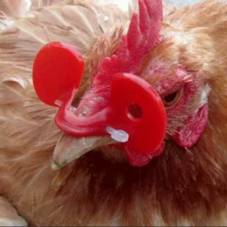 20pack Red Plastic Antipecking Chicken Glasses Poultry Equipment ...