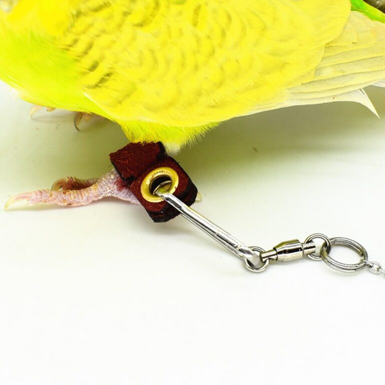 Outdoor Bird Training Harness Antibite Leash For Scarlet Macaw Parrots ...