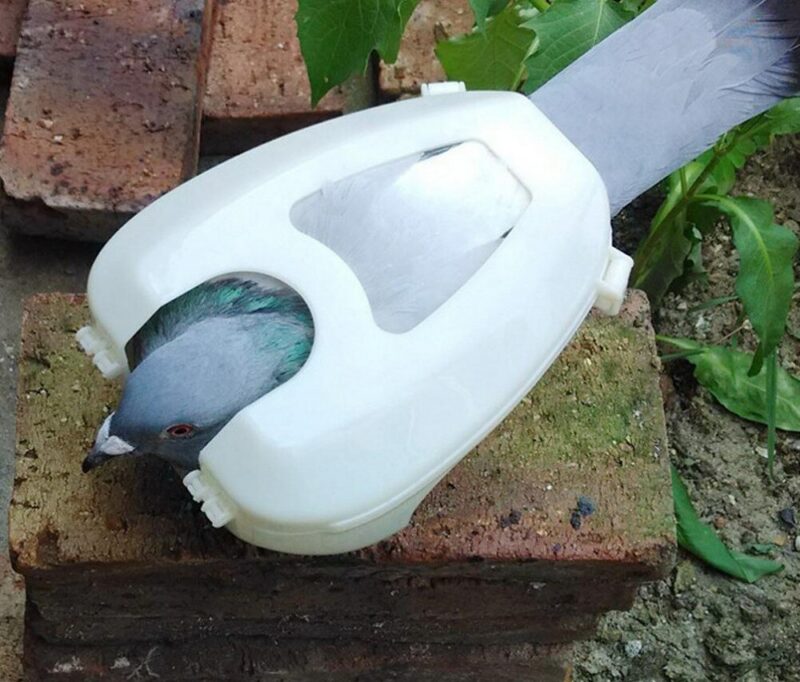Pigeon Eye Sand Medication Dispenser Poultry Care Device 8119 ...
