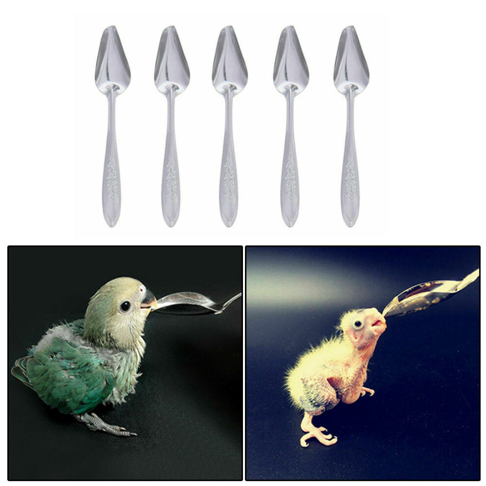 5pcs Parrot Hand Feeding Spoon Set Stainless Steel Bird Accessories ...
