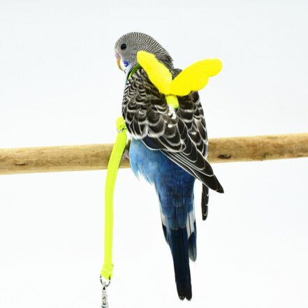 Outdoor Parrot Harness Leash Traction Strap For Training Lovebird ...