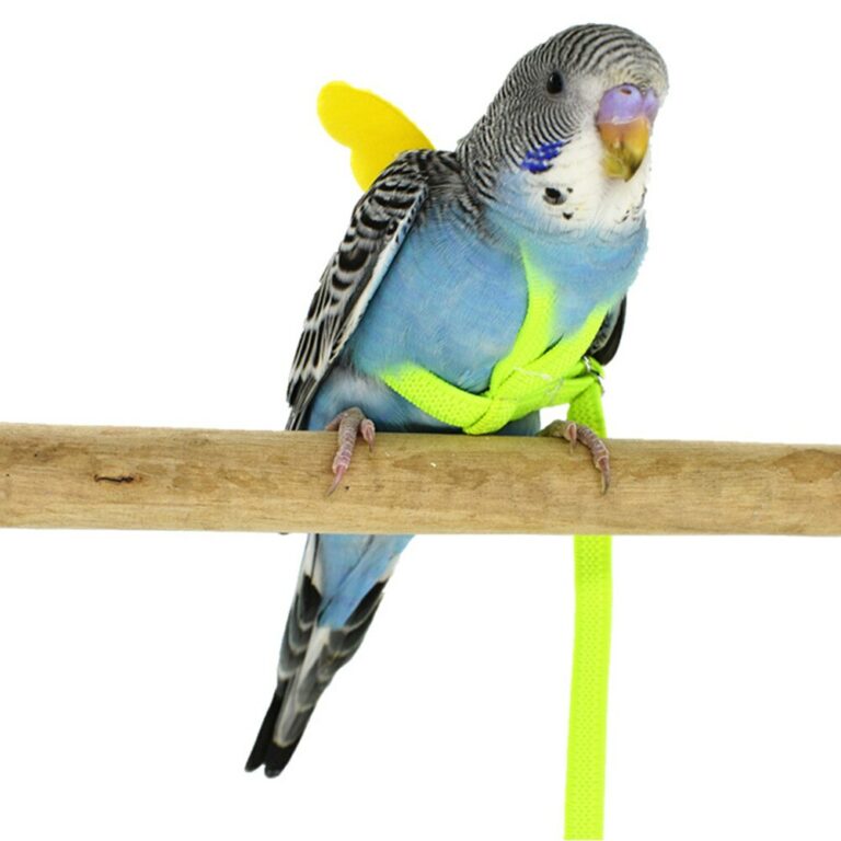 Outdoor Parrot Harness Leash Traction Strap For Training Lovebird ...