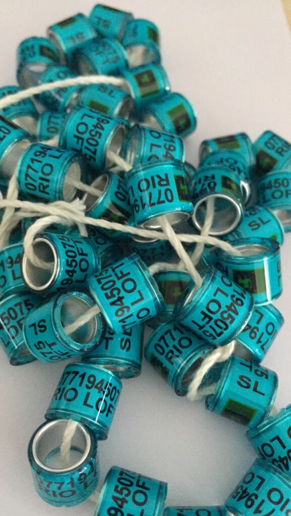 Personalized Pigeon Rings Pet Bird Id Bands Custom Band Products ...