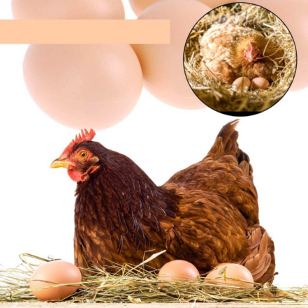 5pc Set Plastic Dummy Hen Eggs For Poultry Layer Coop Duck Geese ...